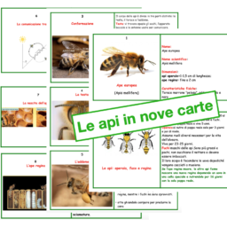 Le api in nove carte • Edudoro