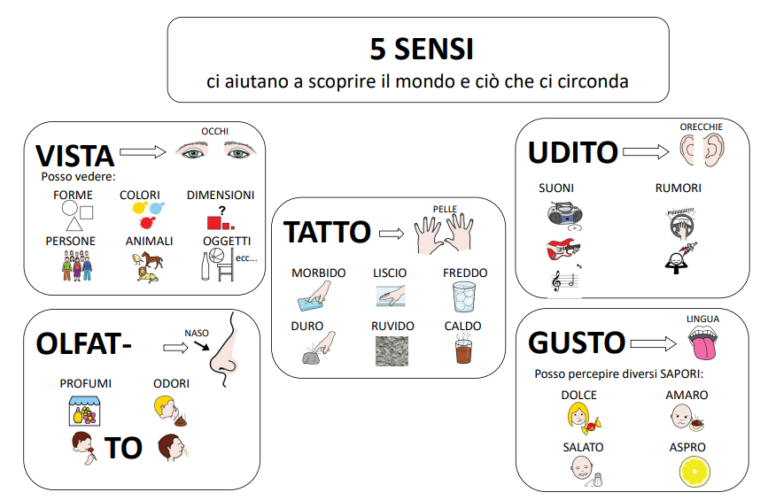 SCIENZE - I cinque sensi • Edudoro