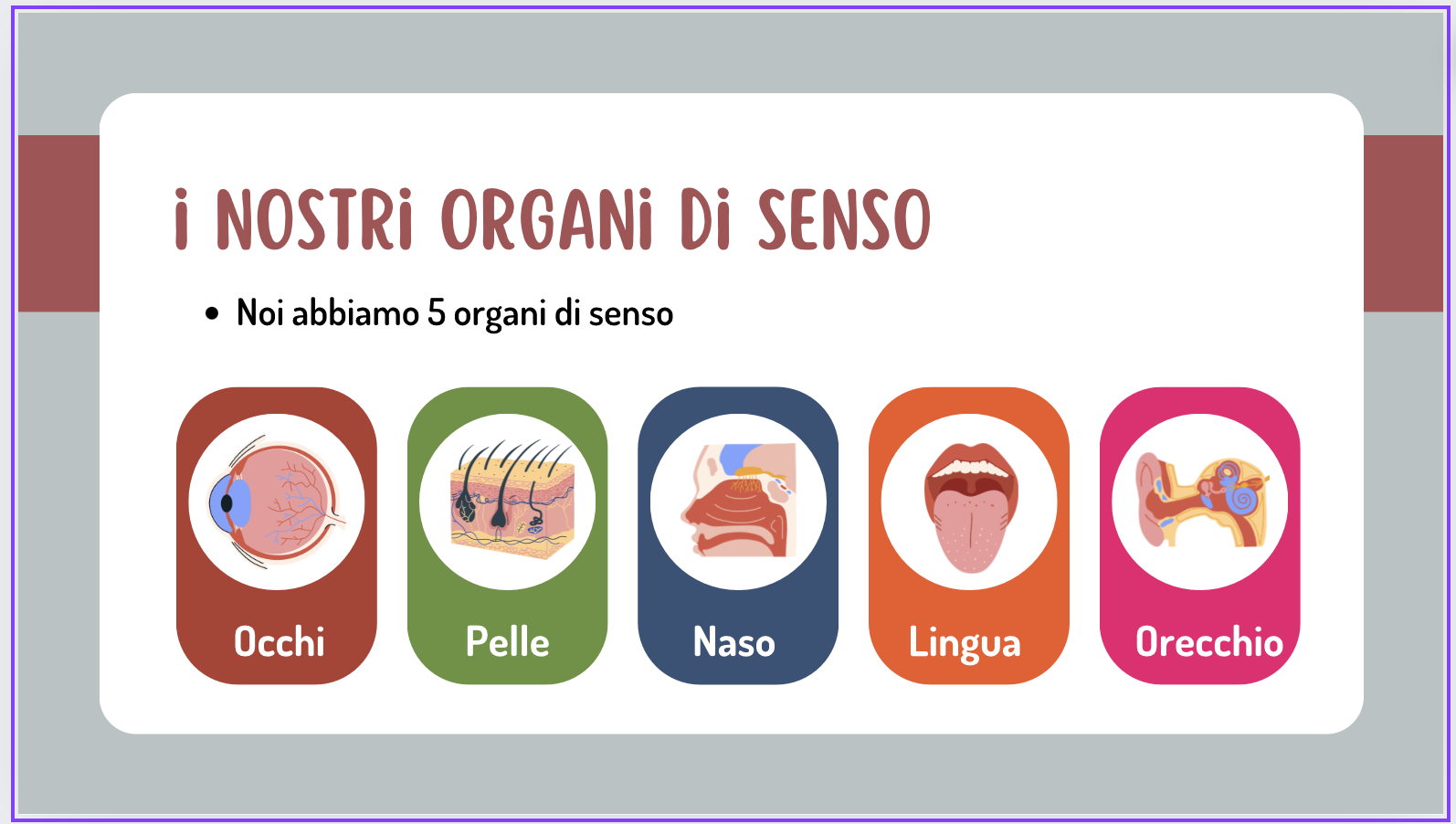 organi di senso • Edudoro
