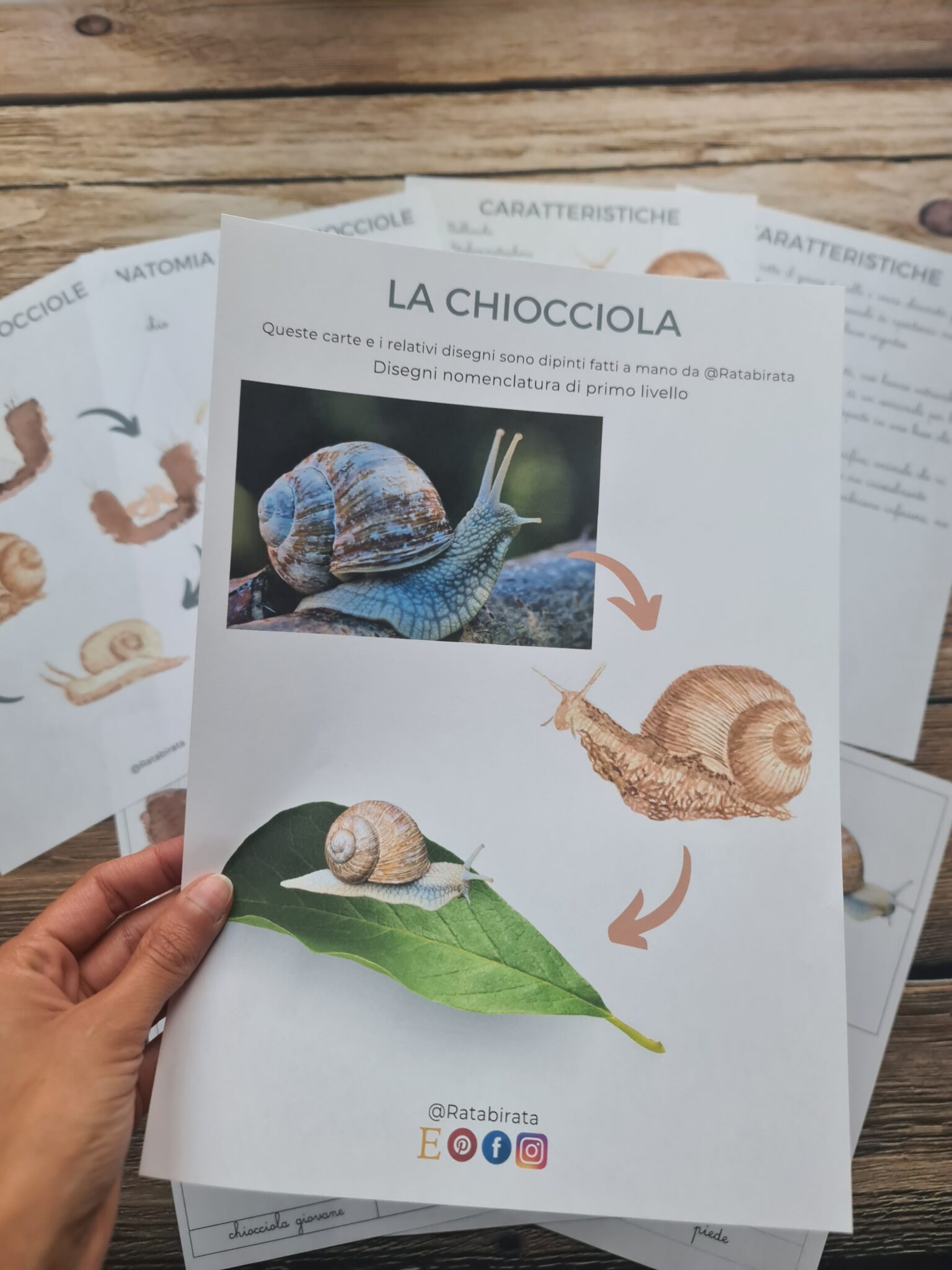 Carte Nomenclatura e ciclo di Vita della Chiocciola • Edudoro