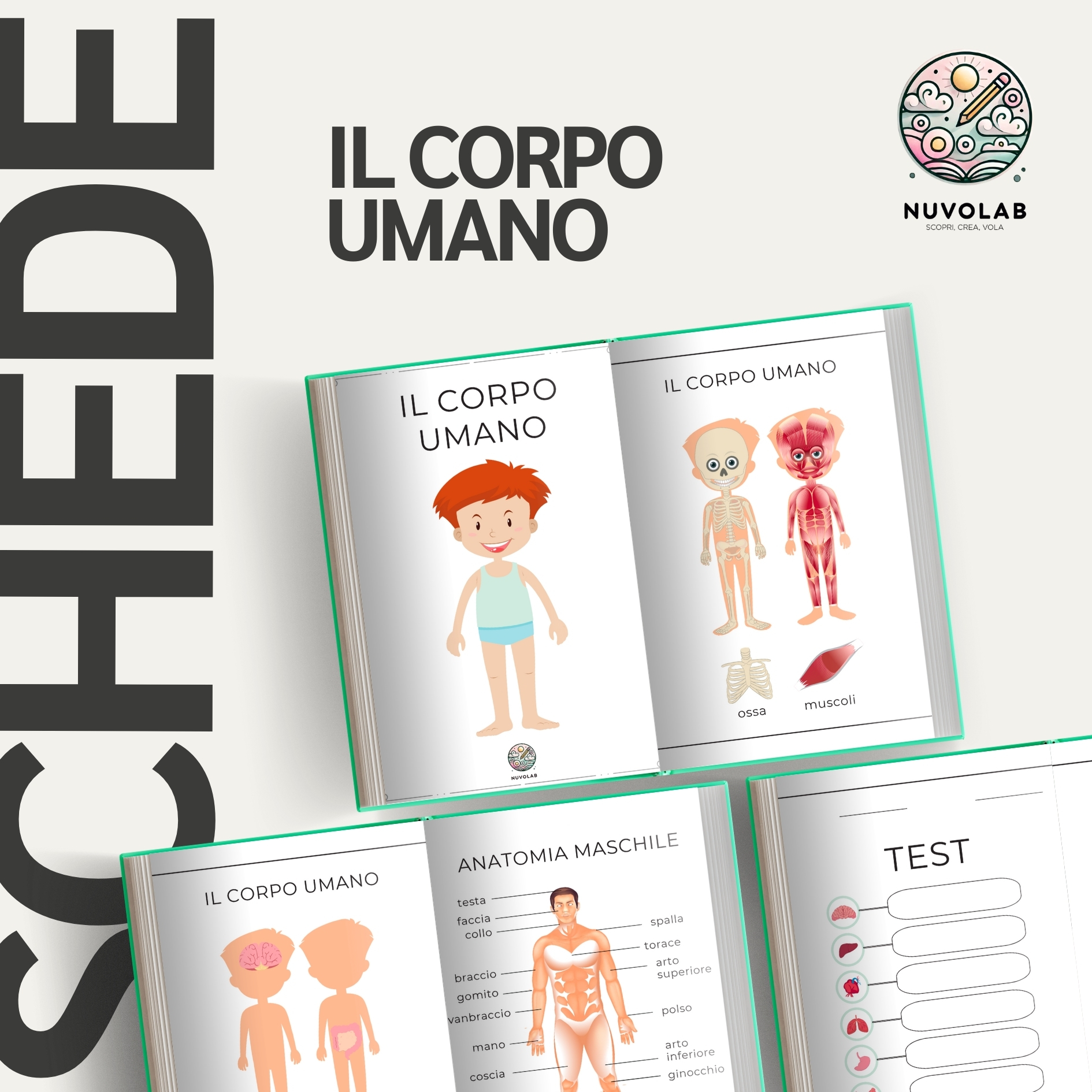 Schede Didattiche sull’Anatomia del Corpo Umano • Edudoro
