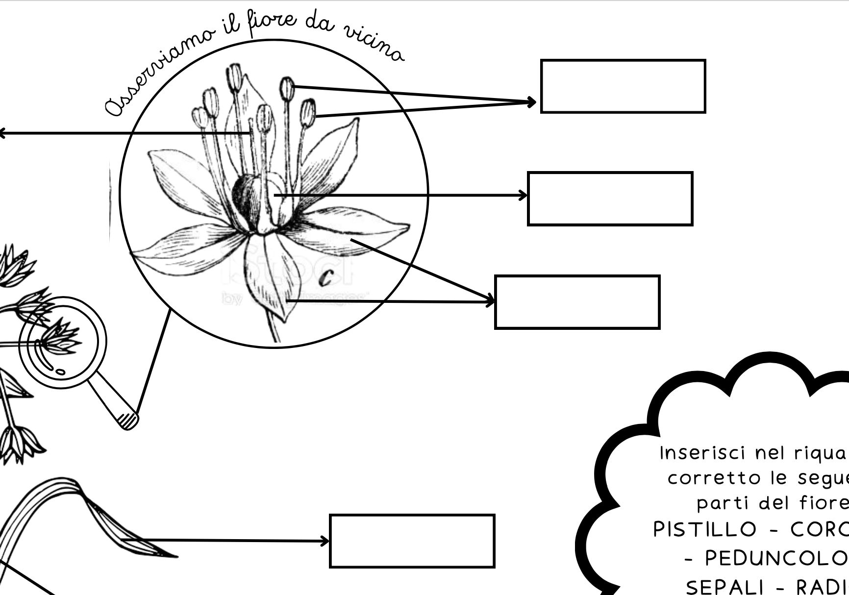 Le parti del fiore • Edudoro