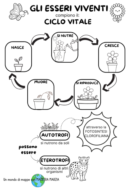 Gli esseri viventi ed il ciclo vitale • Edudoro