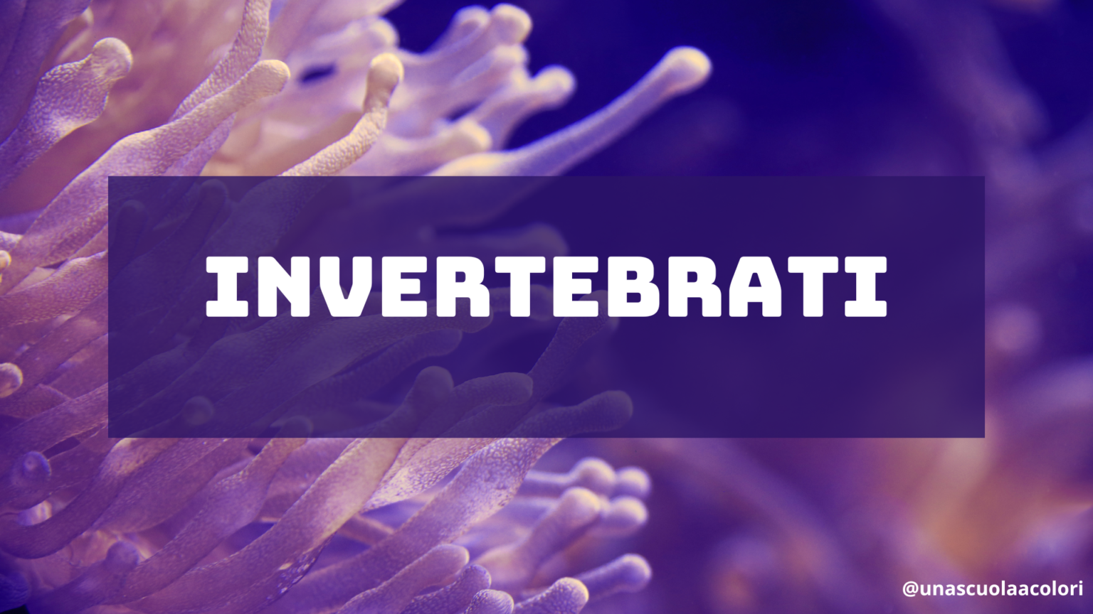 Animali Invertebrati • Edudoro