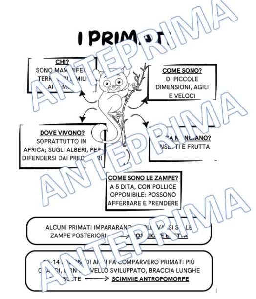 Storia classe 3^ - Era Terziaria: i primati • Edudoro