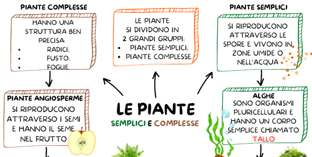 IL REGNO DELLE PIANTE • Edudoro