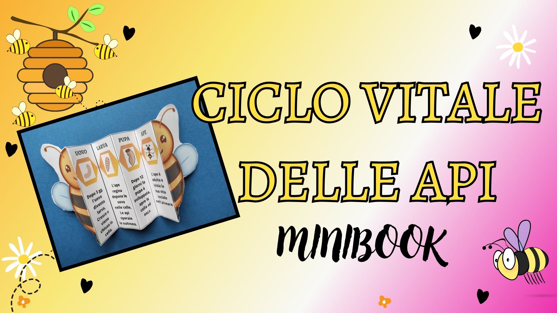 IL CICLO VITALE DELLE API - video lezione e minibook • Edudoro