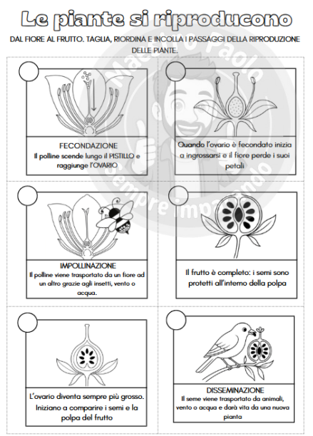 Le piante si riproducono e si nutrono - Schede con esercizi • Edudoro