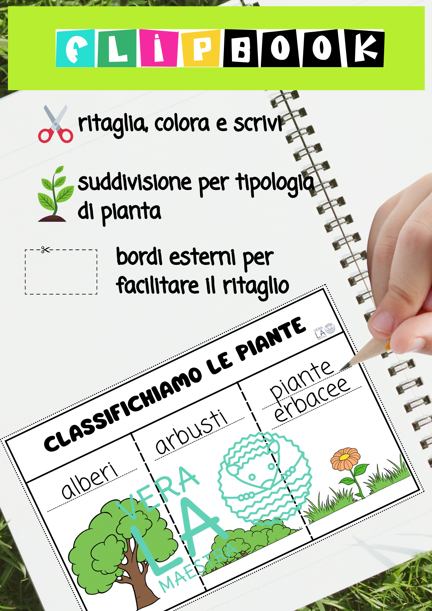 Le piante - Classificare in base al fusto • Edudoro