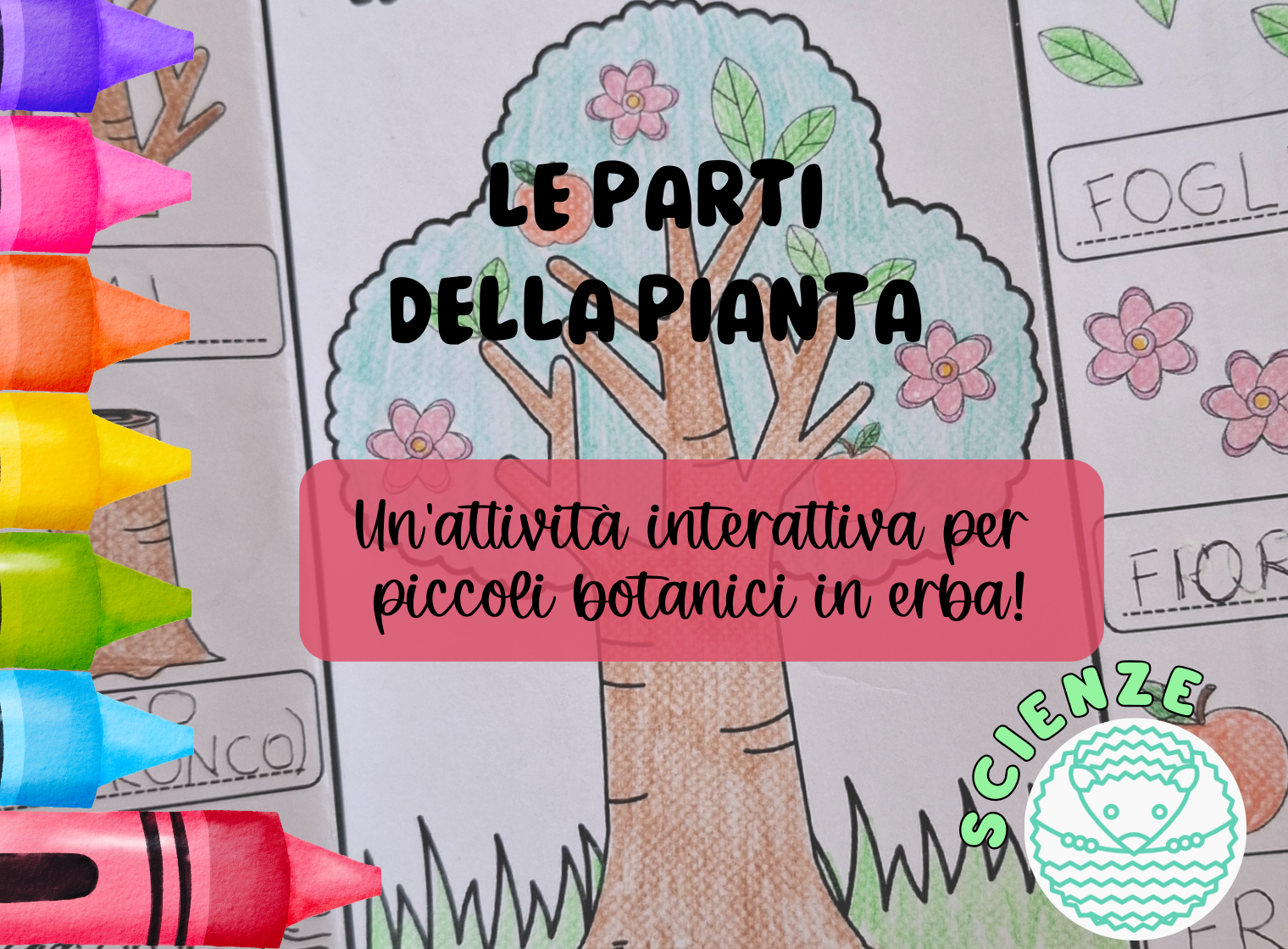 Le parti della pianta. Il lapbook per botanici in erba • Edudoro