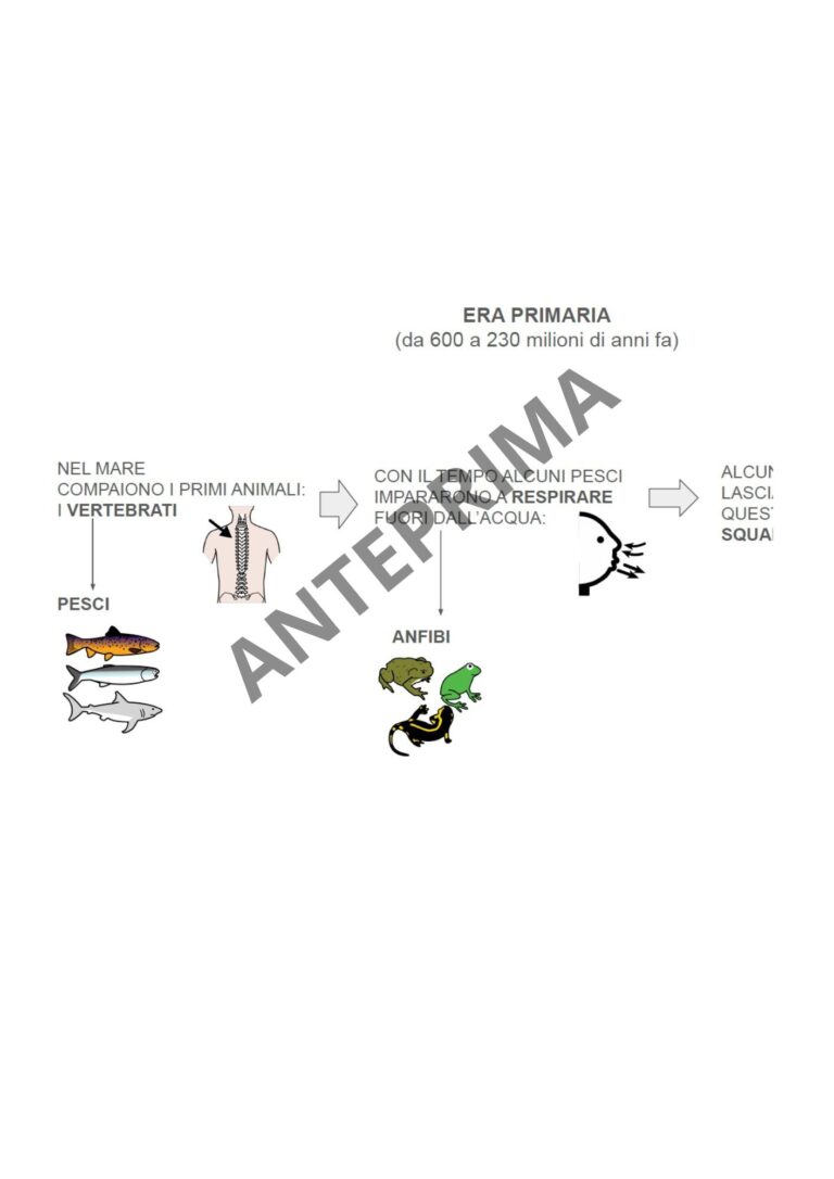 Mappa Storia: Era Primaria • Edudoro