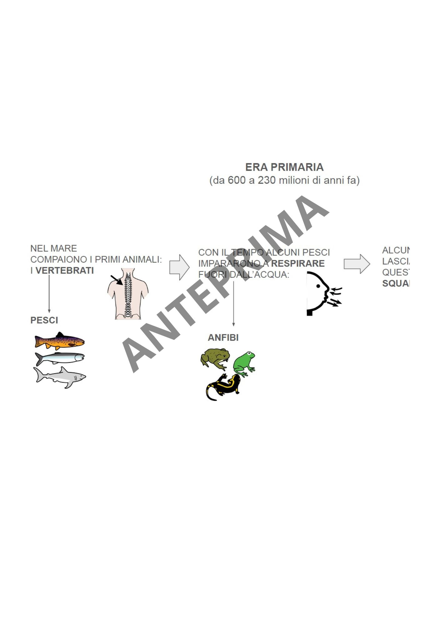 Mappa Storia: Era Primaria • Edudoro