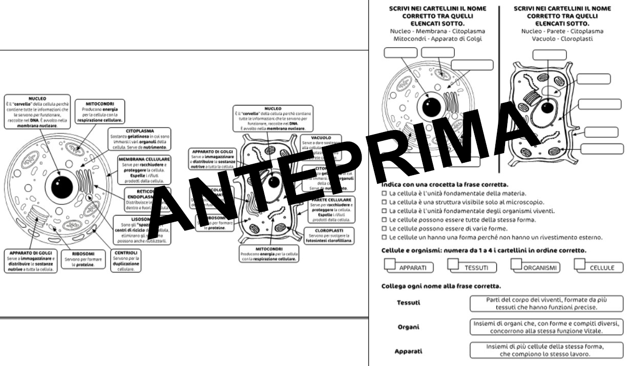 SCIENZE: LE PARTI DELLE CELLULE ANIMALI E VEGETALI - CLASSE QUARTA - SCUOLA PRIMARIA • Edudoro