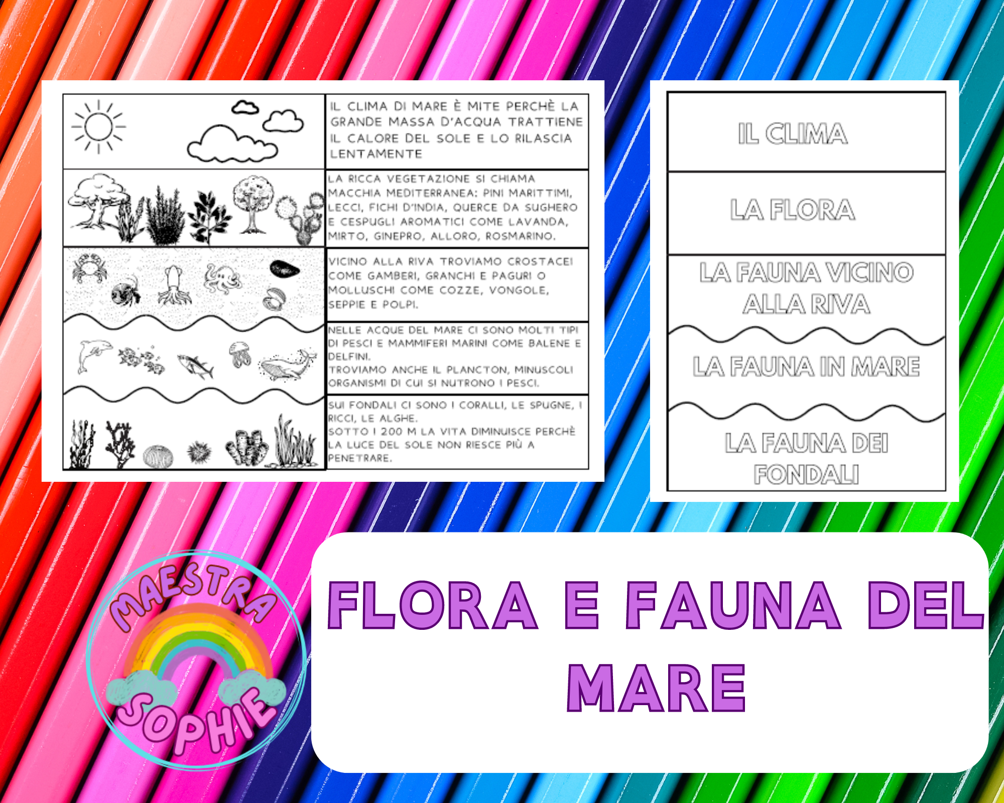 FLORA E FAUNA DEL MARE • Edudoro